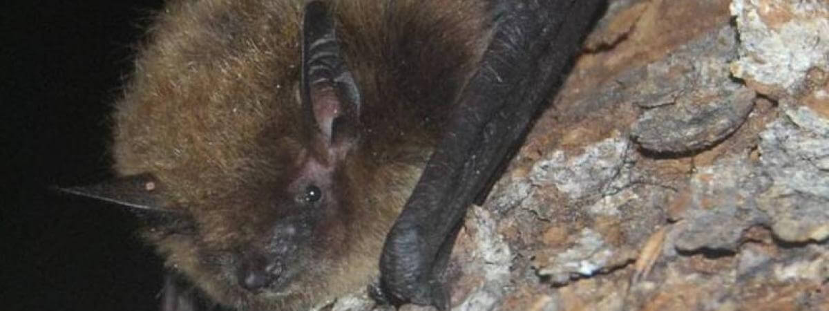 USFWS Signs Bat Conservation Plans | DHA